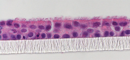 CELLnTEC Airway 3D Cell Systems