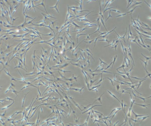 CELLnTEC Melanocyte Culture Media