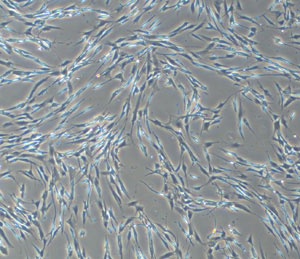 CELLnTEC Melanocyte Culture Media