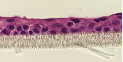 CELLnTEC Bladder 3D Cell Systems